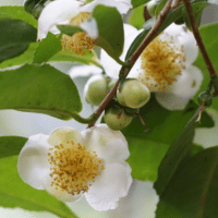 VirileFlow: La Révolution de la Performance Masculine | Site Officiel