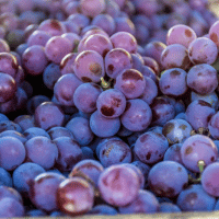 VirileFlow: La Révolution de la Performance Masculine | Site Officiel