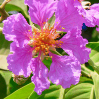 VirileFlow: La Révolution de la Performance Masculine | Site Officiel